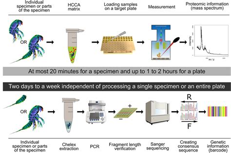 Workflow Comparison Maldi Tof Ms And Coi Barcoding The Upper Part Download Scientific Diagram