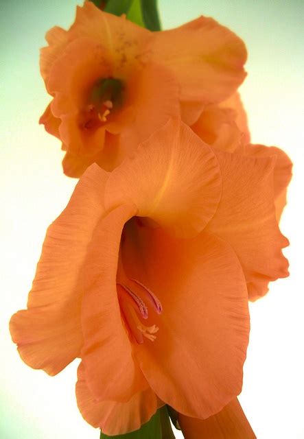 Orange Curves Flowers Orange Flowers Flower Power