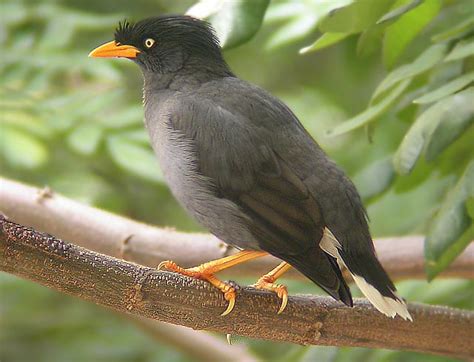 Javan Myna Birdforum Opus Birdforum