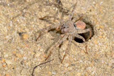 11 Common Spiders In Oregon Go Look Explore