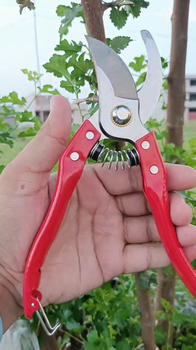 Metal Design Plant Cutter Pruning Shear Daraz Pk