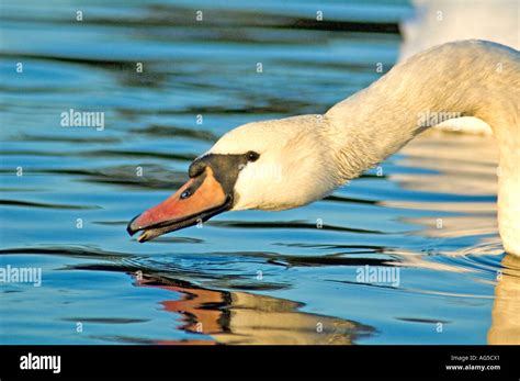Mute Swan Cygnus Olor With Mouth Open About To Drink From The Lake