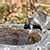 How to Trap Squirrels | Squirrel Trapping | Havahart US