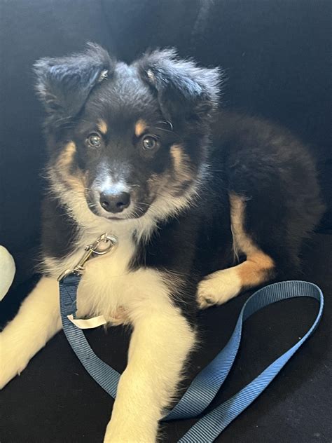 Meet Brody My First Aussie 12 Weeks Old Raustralianshepherd