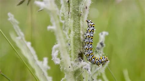 Why You Should Let Insects Eat Your Plants