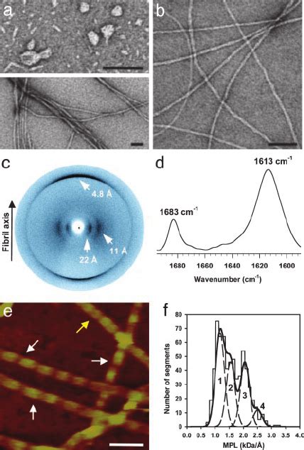 Structural Analysis Of Cc ␤ Amyloid Aggregates A Tem Micrograph Of Download Scientific
