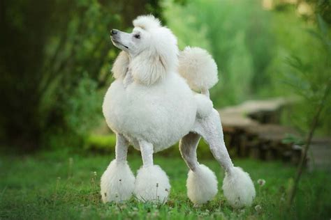 Is The Standard Poodle The Right Dog Breed For You