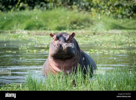 A Rare Saltwater Hippo On The Island Of Orango In The Bijagos