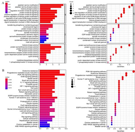 enrichment analysis of the 32 genes by go and kegg a go functional