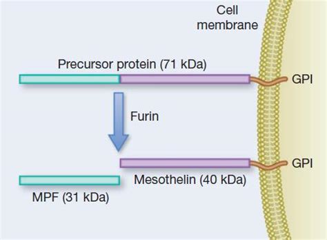 What Is Mesothelin？ Creative Biolabs Car T Blog
