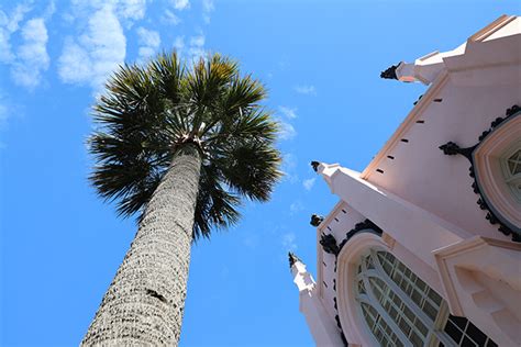 Canon R8 Review