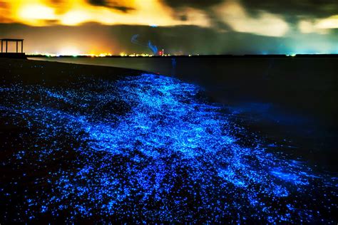Firefly Squid Pictures