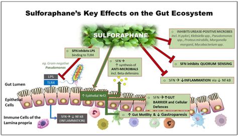 The Rationale For Sulforaphane Favourably Influencing Gut Homeostasis