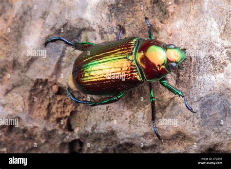 Iridescent Green Scarab Beetles
