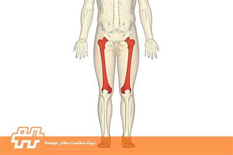 معرفی چرخش خارجی استخوان فمور External Rotation Of The Femur دکتر حوصله