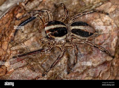 Adult Male Pantropical Jumping Spider Of The Species Plexippus Paykulli