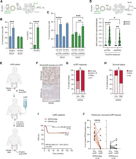dppa3 hif1α axis controls colorectal cancer chemoresistance by imposing