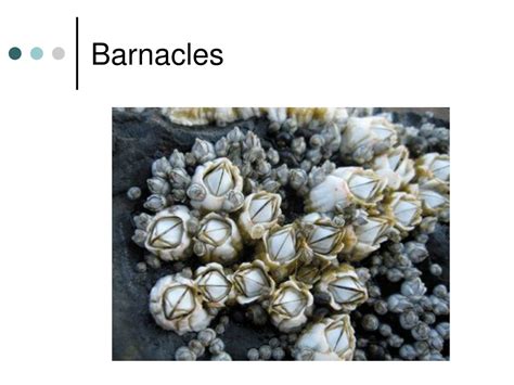 Ppt Crustaceans Insects Of The Sea” Powerpoint Presentation Id