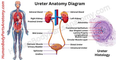 Complete Guide On Human Anatomy With Parts Names And Diagram