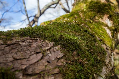 Premium Photo A Tree Trunk With Moss On It