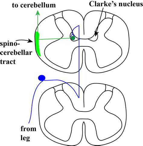 Spinocerebellar Tract