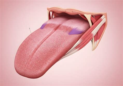Human Tongue Muscles Anatomy Illustration Stock Illustration