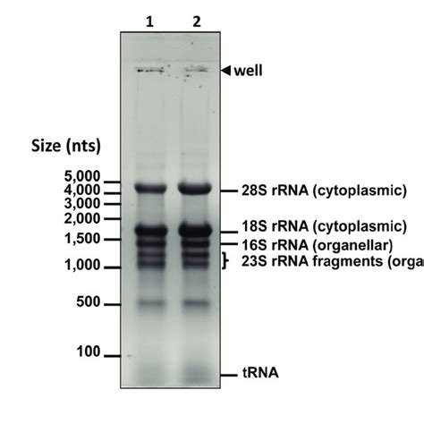 Northern Blots Of Mitochondrial Transcripts Rna Gel‐blot Download Scientific Diagram