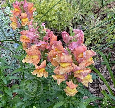 Photo Of Antirrhinum Rocket Bronze Snapdragon