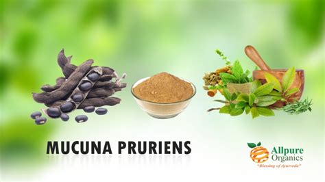 MUCUNA PRURIENS Allpure Organics