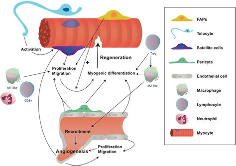 Cellular Interplay In Skeletal Muscle Homoeostasis Tissular Resident