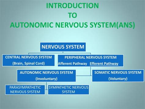 Cholinergic System And Drugs Pptx Brain And Nervous System Disorders Diseases And Conditions