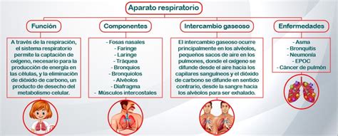Mapa Conceptual Del Sistema Respiratorio Examen FÍsico Del Sistema