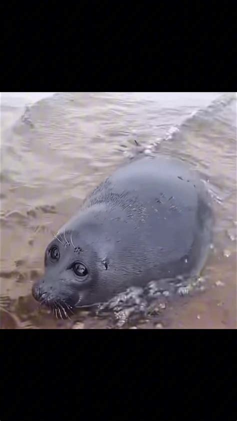 Discover The Adorable Baikal Seal Tiktok