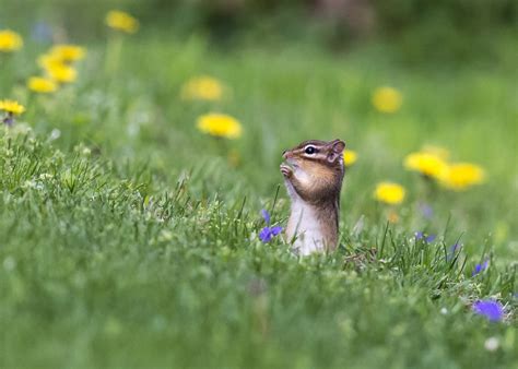 Download Rodent Grass Animal Chipmunk Hd Wallpaper