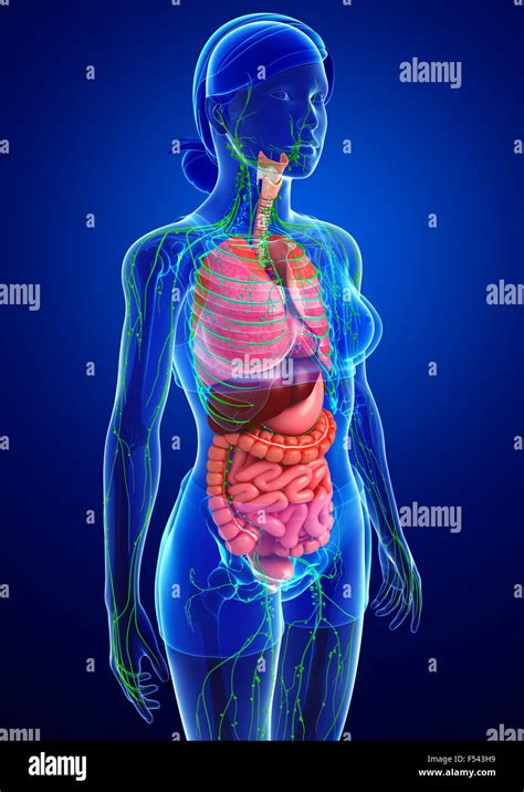 Illustration Of Female Body Lymphatic And Digestive System Artwork