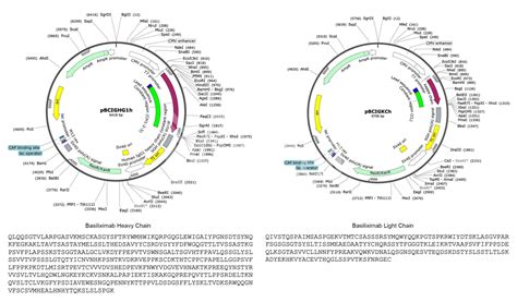Basiliximab Biosimilar Antibody Bicell Scientific®