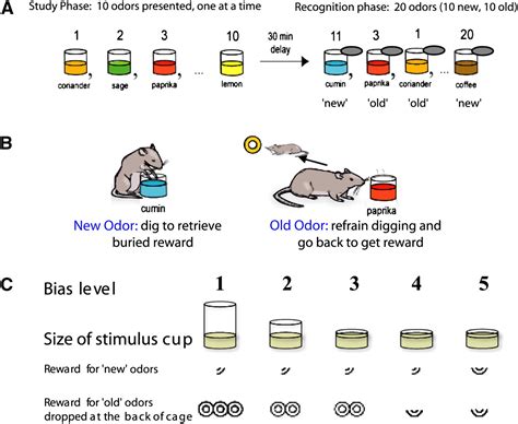 recognition memory adding a response deadline eliminates recollection