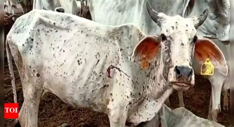 Lumpy Skin Disease Over 1 5 Lakh Cattle Died In India This Year Nearly Half Of It In Rajasthan