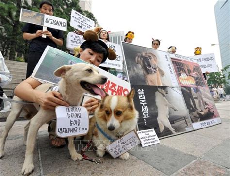 Hơn 100 Con Chó Tại Trại Giống Hàn Quốc Mắc Bệnh Có Thể Lây Nhiễm Sang Người Tin Tức Chăn Nuôi