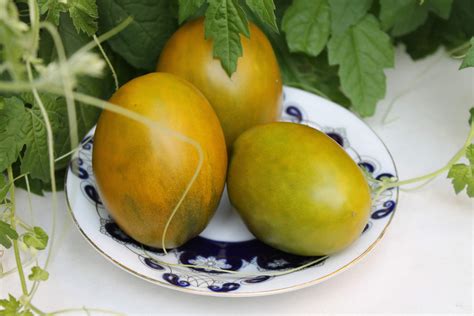 GREEN BOMBS (ЗЕЛЁНЫЕ БОМБЫ)