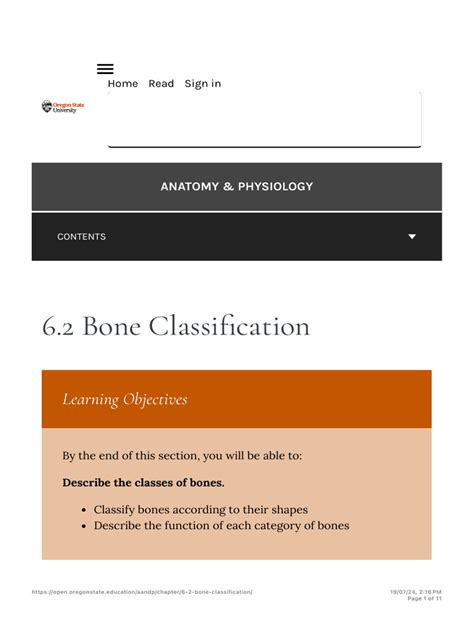 6 2 Bone Classification Anatomy And Physiology Pdf Musculoskeletal