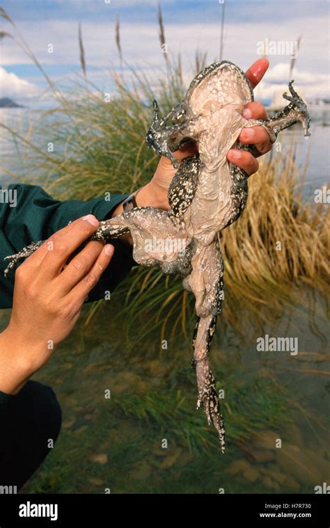 Lake Titicaca Frog Telmatobius Culeus The Worlds Largest Aquatic