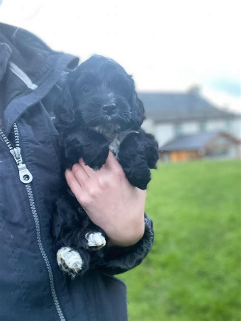 Black Pupjpeg Felindre Cockapoos