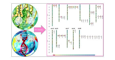 Identification And Mapping Of Qtls For Sulfur Containing Amino Acids In