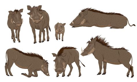 A Set Of Common Warthogs Phacochoerus Africanus Adult Warthogs And