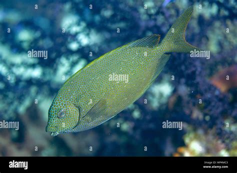 Gold Spotted Rabbitfish Siganus Punctatus Nudi Rock Dive Site
