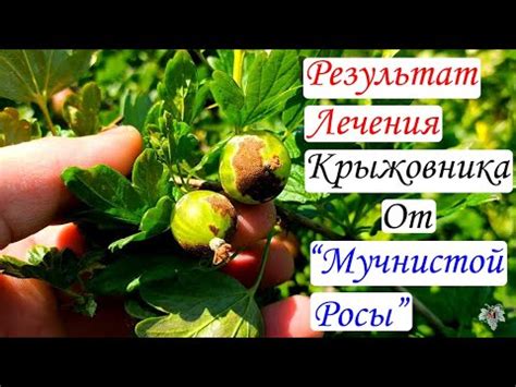 Лучшее средство от Мучнистой Росы. Результат лечения Крыжовника - YouTube