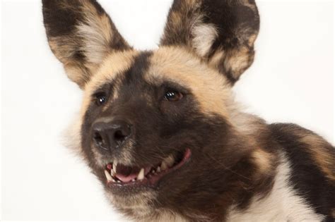Can You Keep African Wild Dogs As Pets