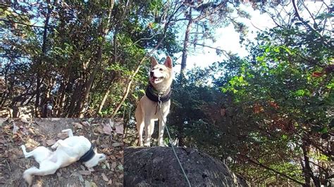 생긴 건 숲의 황태자인데 산에만 가면 지 집 안방인 줄 알고 어찌나 등드리를 비벼쌌는지 L 일요일 공장개 데리고 산에