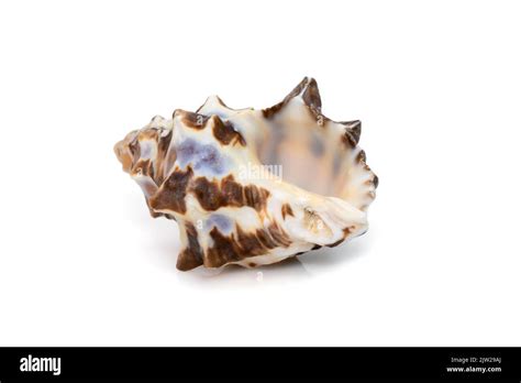 More Shells And Their Names